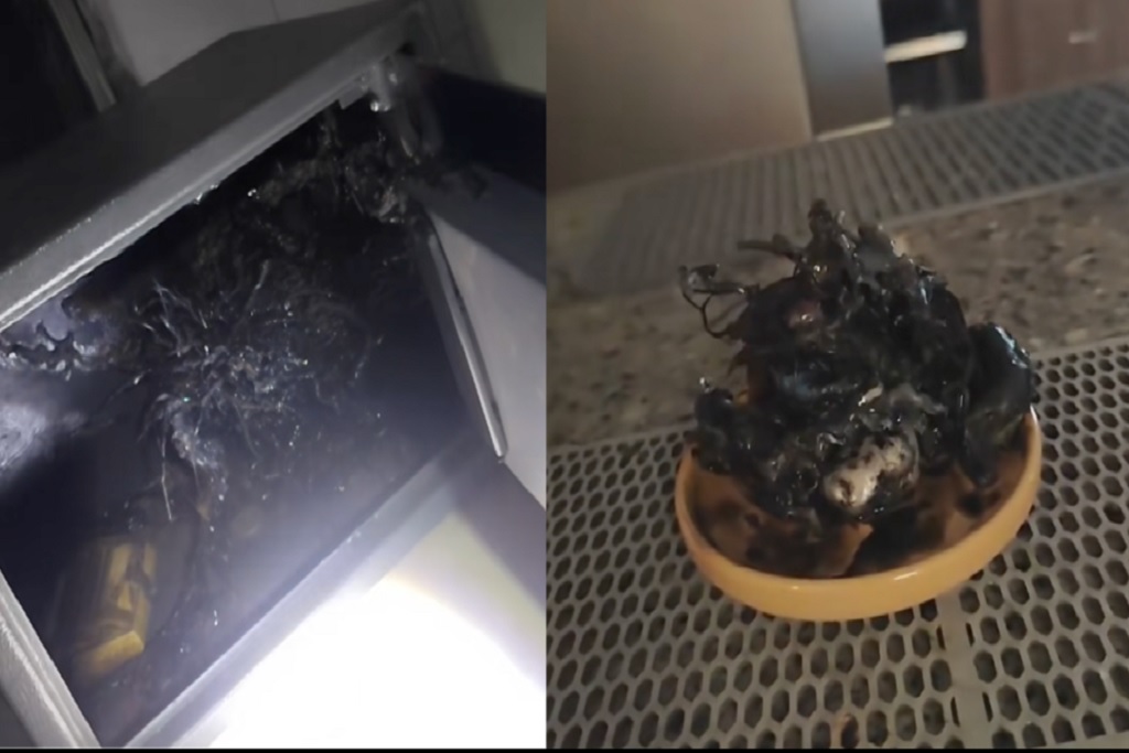 Panama Meteorite Viral Video Explained: Venom Symbiote, Fungus, or Hoax ...